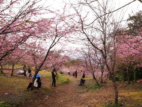 For spring visitors in the Year of the Tiger, Maolin National Scenic ...