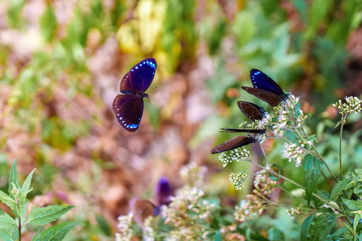 Maolin Purple Butterfly Valley Biennial Butterfly Beauty Festival－Maolin National Scenic Area ...