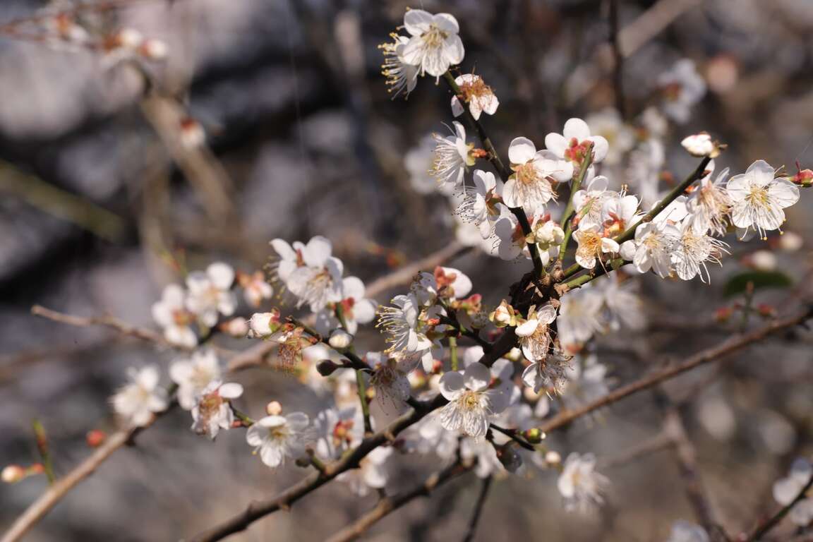 Trip of Whispering Flowers in the Mountains－Maolin National Scenic Area ...
